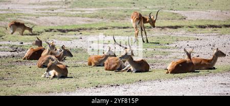 Cobe lechwe, species of antelope Stock Photo - Alamy