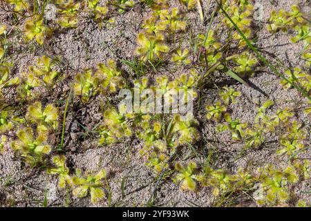 Drosera pauciflora seen near Darling in the Western Cape of South ...