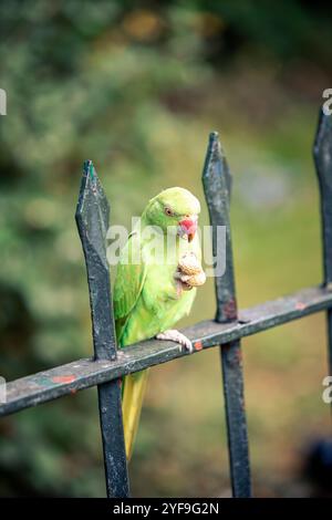 Colorfull Parrot eating nuts from human hand, Macaw Bird in park Stock ...