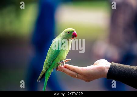 Person Holding a Friendly Green Parakeet in park of London Stock Photo ...