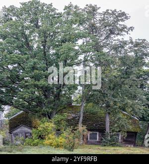 an old wooden building has grown between large trees Stock Photo - Alamy