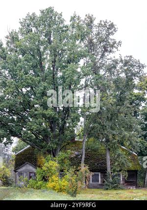 an old wooden building has grown between large trees Stock Photo - Alamy
