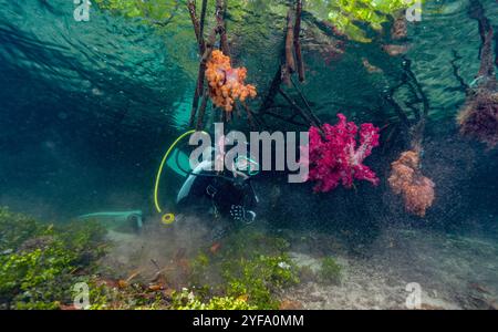exploring the mangrove forest in Raja Ampat Stock Photo - Alamy