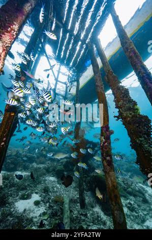 tropical fish below the Arborek Jetty in Raja Ampat Stock Photo - Alamy