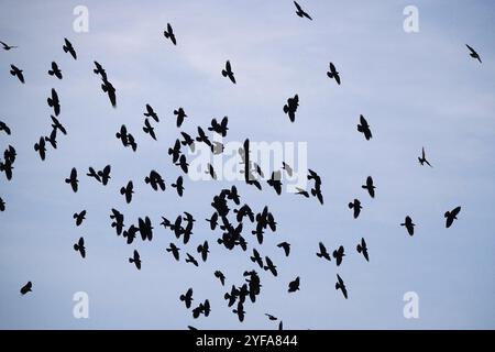 Crows in flight, autumn, Germany, Europe Stock Photo - Alamy