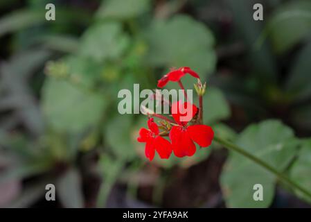 Horseshoe geranium ( Pelargonium zonale ) - Kampala Uganda Stock Photo ...