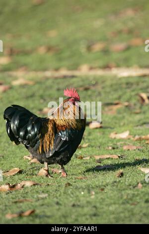 Domestic fowl cockrel on grassland Dorset England Stock Photo - Alamy