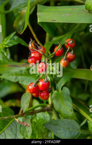Red berries of woody nightshade, also known as bittersweet, Solanum ...