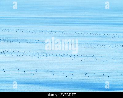 The UK's largest rope Mussel farm off Seaton, Devon, UK Stock Photo - Alamy
