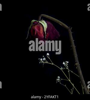 faded red flower on the ground Stock Photo - Alamy