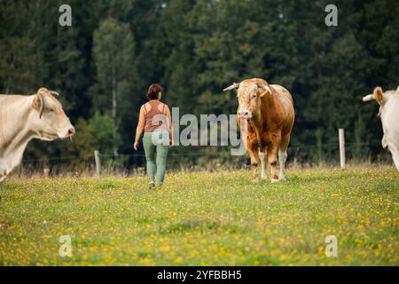 A woman walking towards a herd of cows in an open green field ...