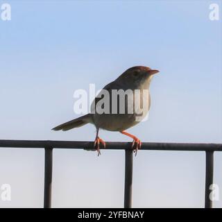 Piping Cisticola (Cisticola fulvicapilla Stock Photo - Alamy