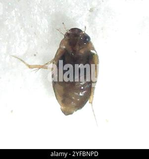 Water Scavenger Beetles (Hydrophilidae Stock Photo - Alamy