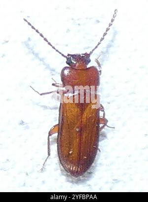 Cucujiform Beetles (Cucujiformia Stock Photo - Alamy
