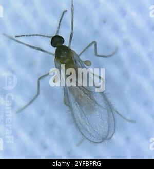 Fungus Gnats and Gall Midges (Sciaroidea Stock Photo - Alamy