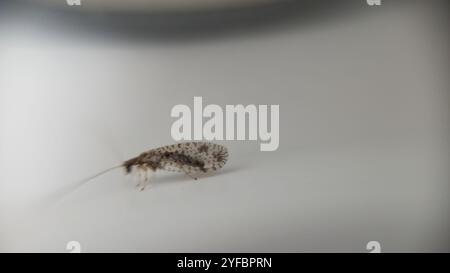 Variegated Brown Lacewing (Micromus variegatus Stock Photo - Alamy