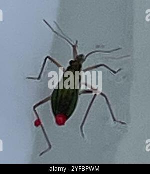 Red Freshwater Mite (Limnochares americana Stock Photo - Alamy