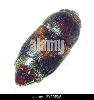 Corn Sap Beetle (Carpophilus dimidiatus Stock Photo - Alamy