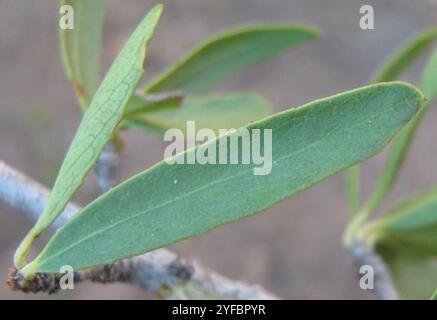 anthill saffron (Elaeodendron transvaalense Stock Photo - Alamy