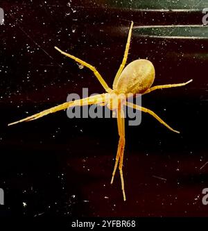 White-striped Running Crab Spider (Philodromus rufus) Arachnida Stock ...