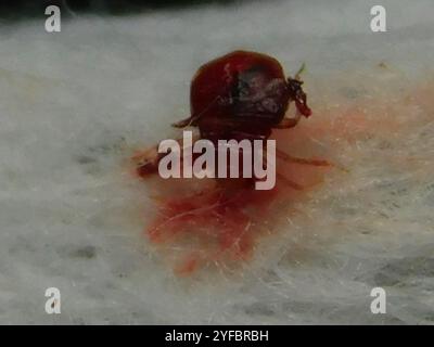 Bed Bugs (Cimicidae Stock Photo - Alamy