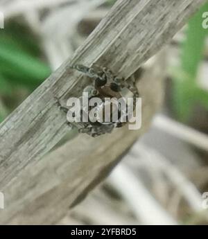 Woodland Jumping Spider (Evarcha falcata Stock Photo - Alamy