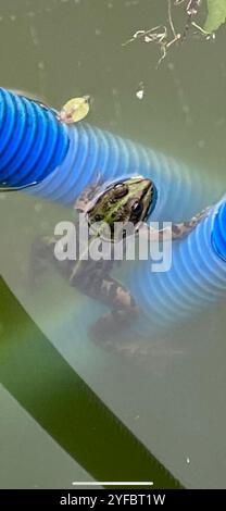Pool frog complex and its kleptons (Pelophylax lessonae) Amphibia Stock ...