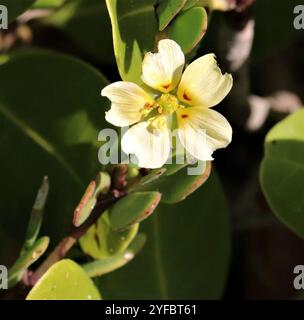 Beach Twinleaf (Roepera maritima Stock Photo - Alamy