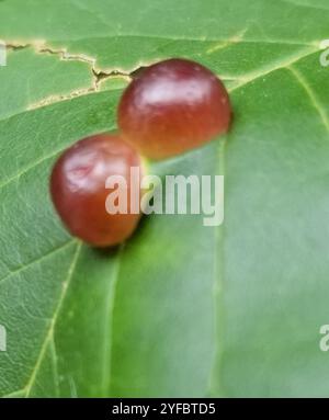 ash bullet gall midge (Dasineura pellex Stock Photo - Alamy