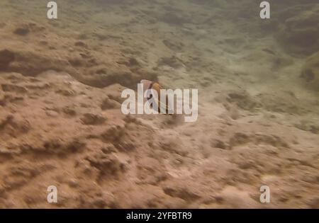 Wedgetail Triggerfish (Rhinecanthus rectangulus Stock Photo - Alamy