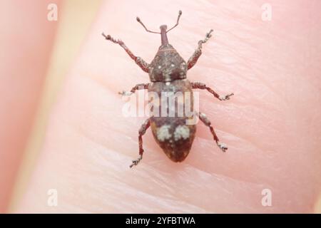 White Pine Weevil (Pissodes strobi Stock Photo - Alamy