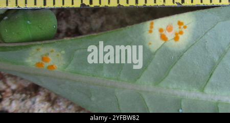 Euphorbia Rust (Melampsora euphorbiae Stock Photo - Alamy