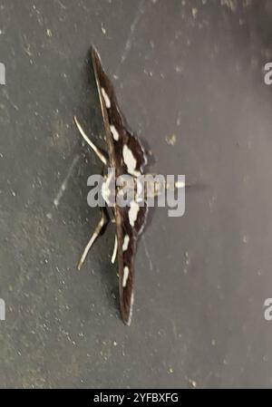 Grape Leaffolder Moth (Desmia funeralis Stock Photo - Alamy