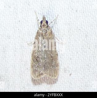 Many-spotted Scoparia Moth (Scoparia basalis Stock Photo - Alamy