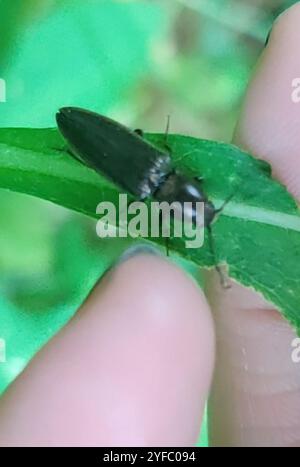 Cylindrical Click Beetle (Sylvanelater cylindriformis) Insecta Stock ...