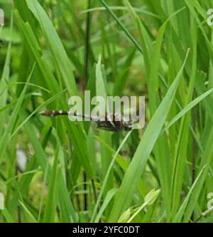 Stream Cruiser (Didymops transversa Stock Photo - Alamy
