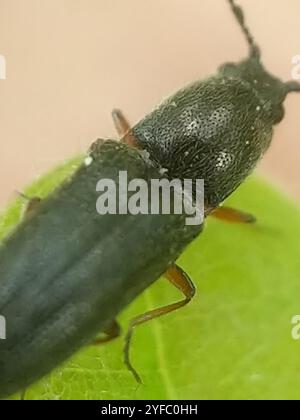 Basal Click Beetle (Limonius basilaris Stock Photo - Alamy