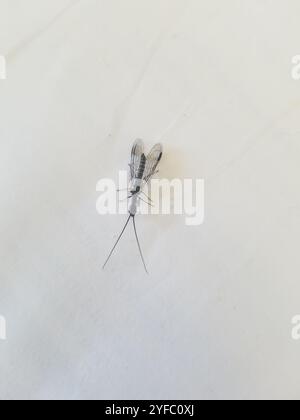 American Square-headed Snakeflies (Negha Stock Photo - Alamy