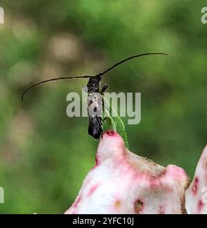 Bimaculate Longhorn Beetle (Molorchus bimaculatus Stock Photo - Alamy