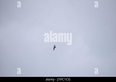 Vesper Bats (Vespertilioninae Stock Photo - Alamy