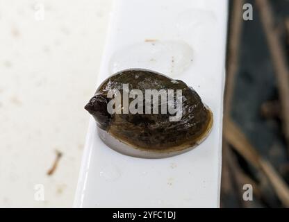 Pond Snails, Bladder Snails, and Allies (Lymnaeoidea Stock Photo - Alamy