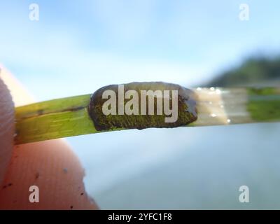 Taylor's Seahare (Phyllaplysia taylori Stock Photo - Alamy
