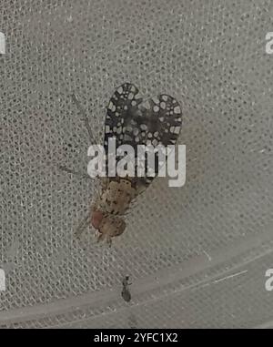 Spotted Marsh Fly (Trypetoptera punctulata Stock Photo - Alamy