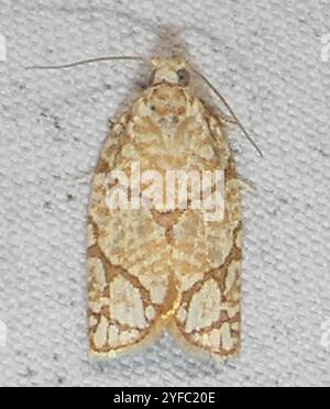 Yellow-winged Oak Leafroller Moth (Argyrotaenia quercifoliana Stock ...