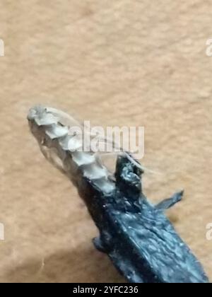 Colubrid Snakes (Colubridae Stock Photo - Alamy