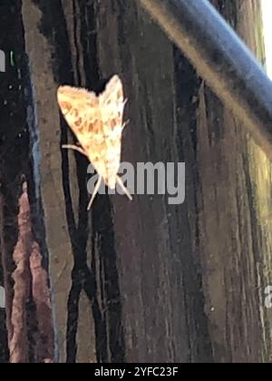 Cabbage Webworm Moth (Hellula rogatalis Stock Photo - Alamy