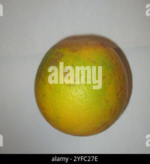 Citrus rust mite (Phyllocoptruta oleivora) rust like patches of damage ...