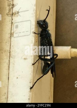 Nearctic Blue Mud-dauber Wasp (Chalybion californicum Stock Photo - Alamy
