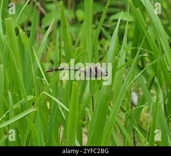 Stream Cruiser (Didymops transversa Stock Photo - Alamy