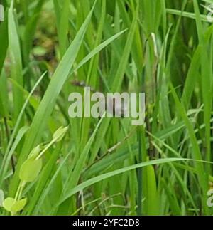 Stream Cruiser (Didymops transversa Stock Photo - Alamy
